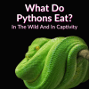 What Do Pythons Eat? (In The Wild And In Captivity)