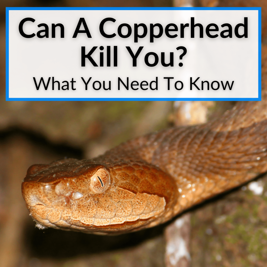 Can A Copperhead Kill You? (What You Need To Know)