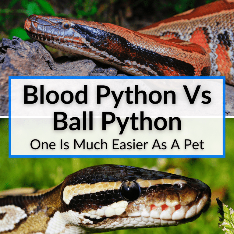 Blood Python Vs Ball Python (One Is Much Easier As A Pet)
