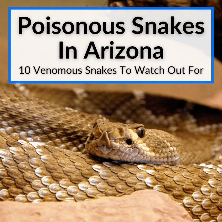 Poisonous Snakes In Arizona (10 Venomous Snakes To Watch Out For)