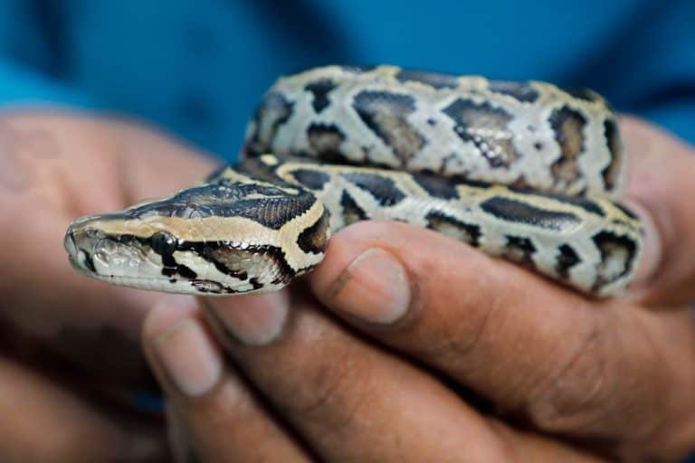 Boa Constrictor Vs Python (Differences Explained) Boa Constrictor Vs Python (Differences Explained)