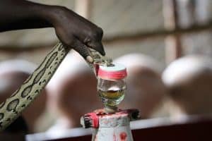 Snake Milker Salary (Everything You Need To Know)