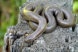 Types Of Boa Constrictors (Everything You Need To Know)