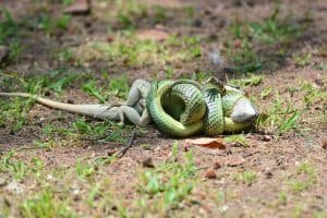 What Happens If A Snake Eats Something Too Big?