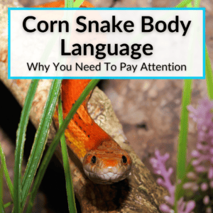 Corn Snake Body Language (Why You Need To Pay Attention)