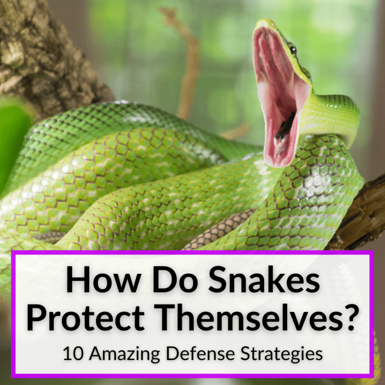 How Do Snakes Protect Themselves? (10 Amazing Defense Strategies)
