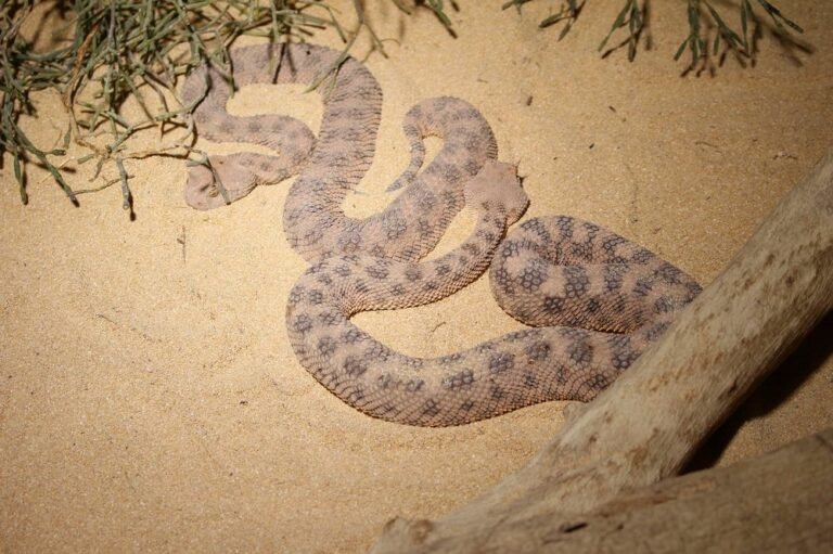 How Do Snakes Survive In The Desert? (11 Amazing Adaptations)