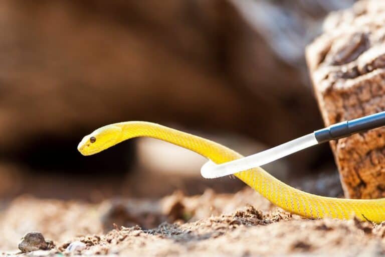 10 Tips For Handling Snakes Safely (A Beginner-Friendly Guide)