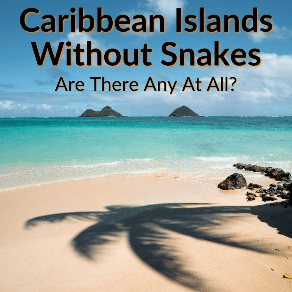 Caribbean Islands Without Snakes (Are There Any At All?)