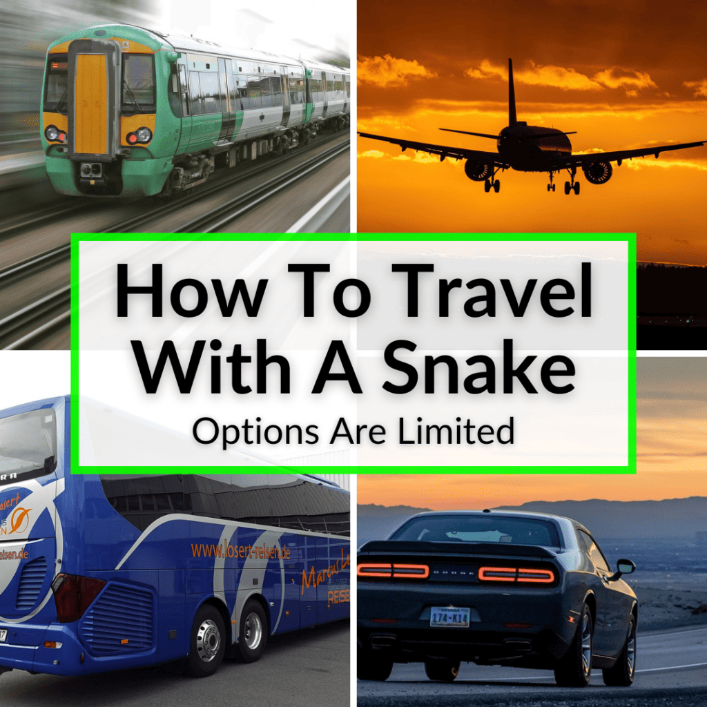 How To Travel With A Snake (Options Are Limited)