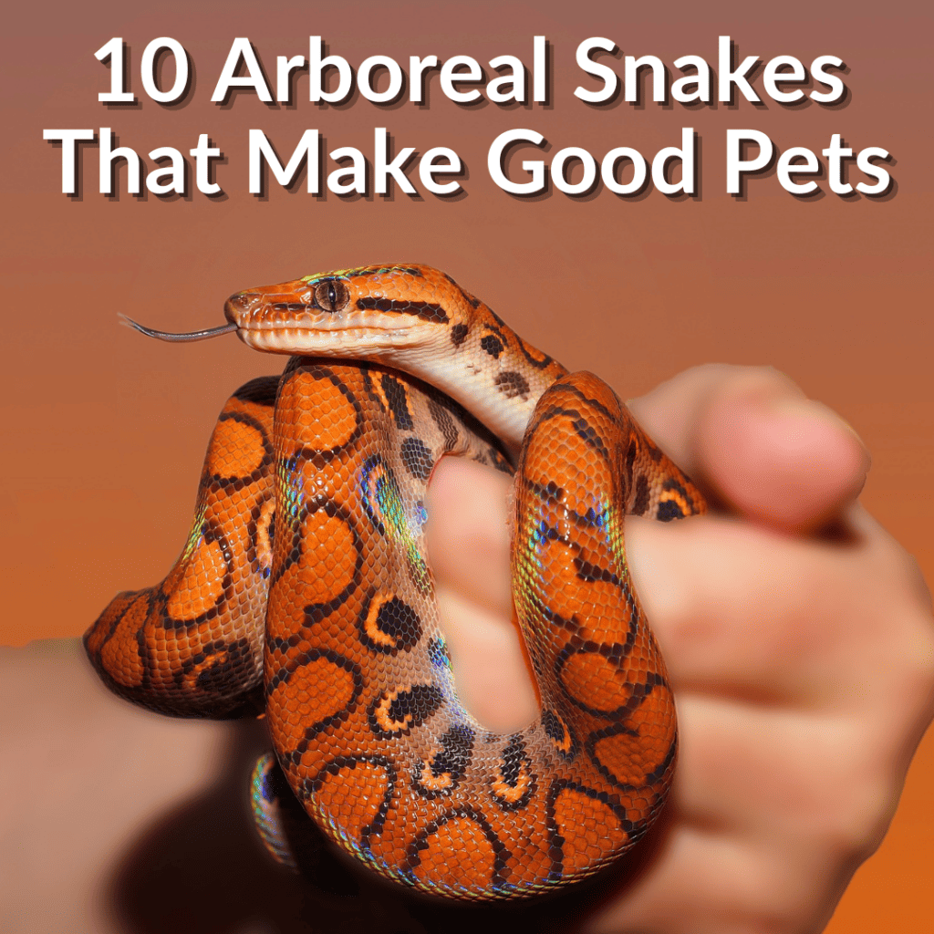 10 Arboreal Snakes That Make Good Pets