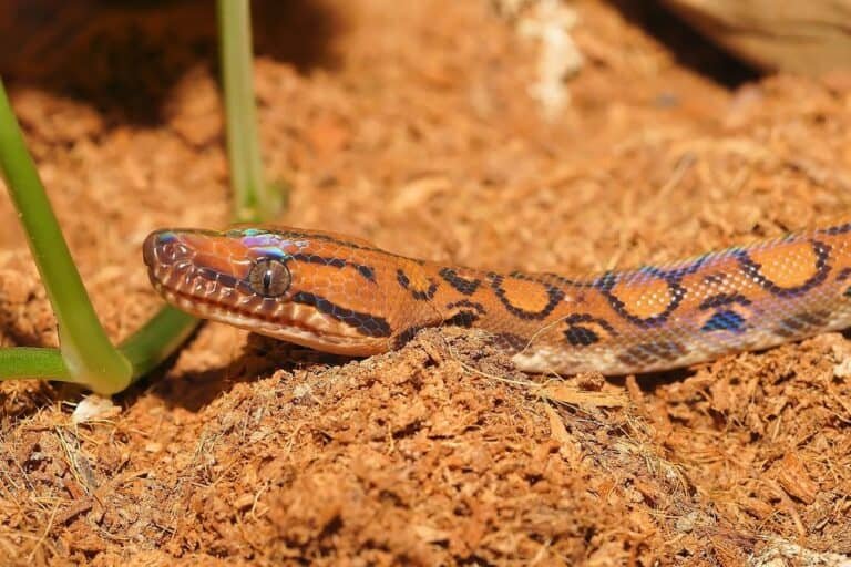 10 Arboreal Snakes That Make Good Pets