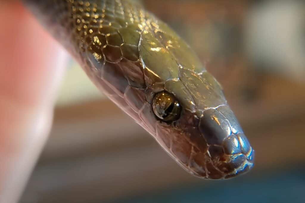 Black Snake Pets (Which Ones Are Good For Beginners?)