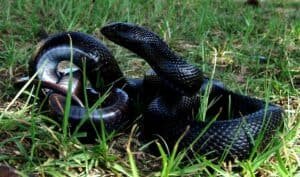 Black Snake Pets (Which Ones Are Good For Beginners?)