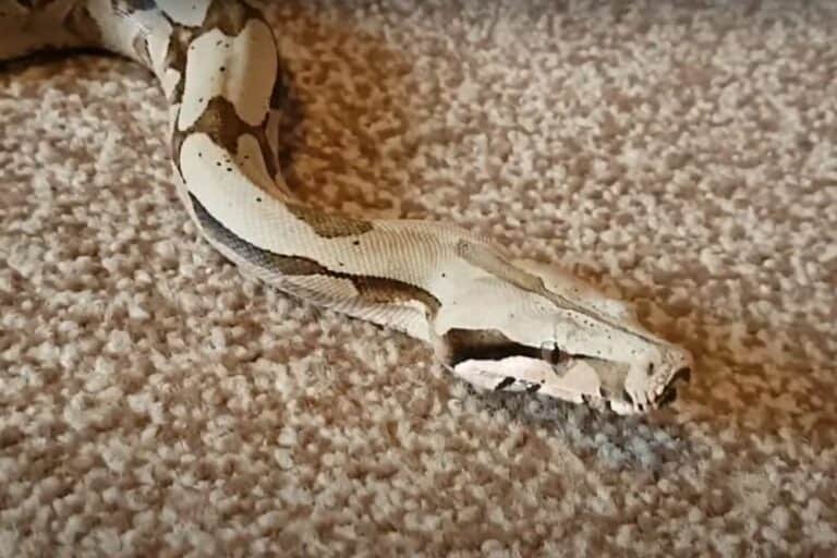 Best Pet Boas (Learn Why These 8 Boas Make Great Pets)