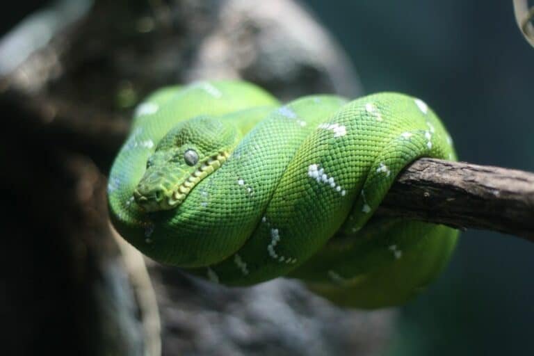 Best Pet Boas (Learn Why These 8 Boas Make Great Pets)