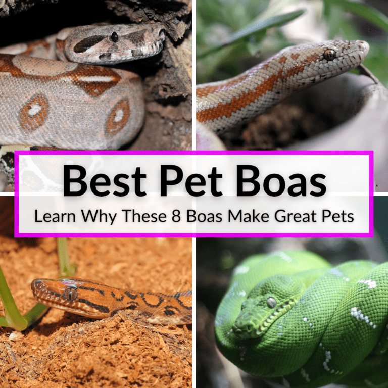 Best Pet Boas (Learn Why These 8 Boas Make Great Pets)