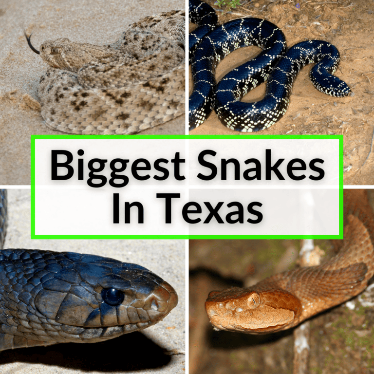 Biggest Snakes In Texas (7 Large And Fascinating Species)