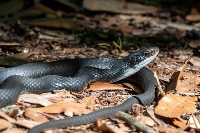 Black Racer Vs Black Rat Snake (Key Differences & Similarities)