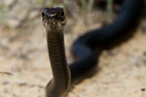 Black Racer Vs Black Rat Snake (Key Differences & Similarities)