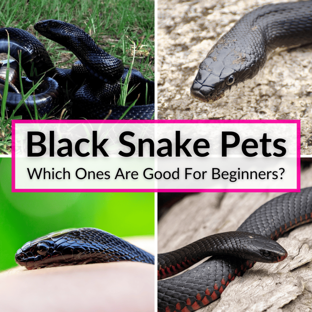 Signs of A Sick Snake - 15 Signs You Must Not Ignore