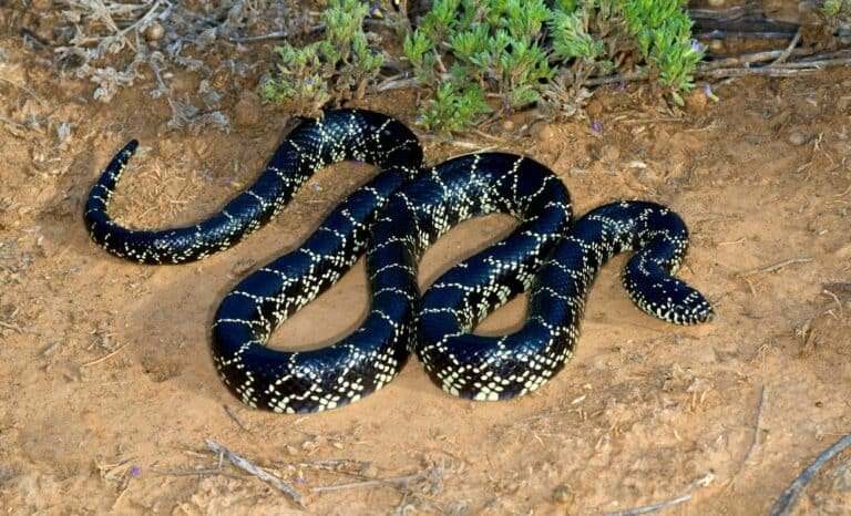 Biggest Snakes In Texas (7 Large And Fascinating Species)