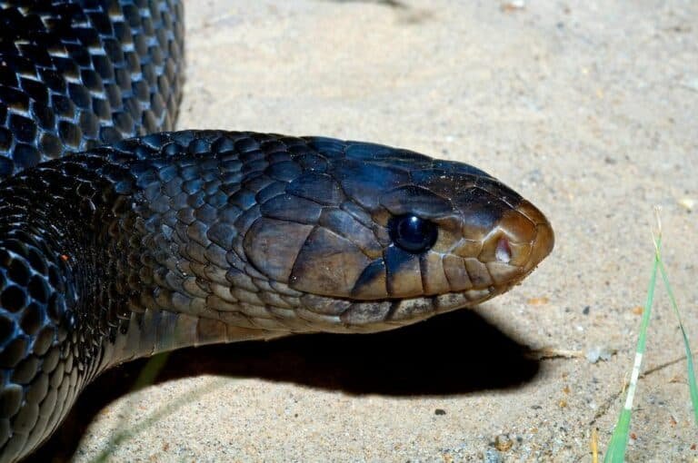 Biggest Snakes In Texas (7 Large And Fascinating Species)
