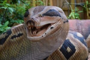 10 Famous Snakes In History, Legend, Or Pop Culture