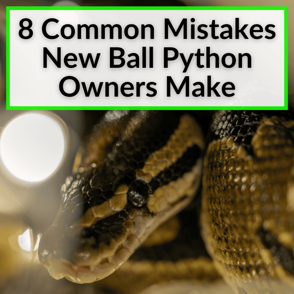 8 Common Mistakes New Ball Python Owners Make