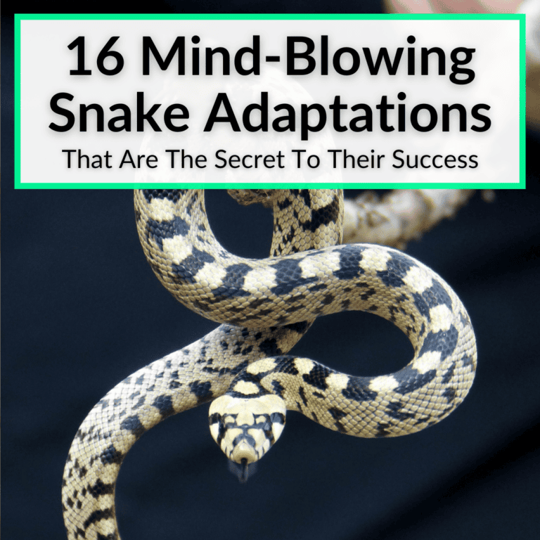 Keeping Venomous Snakes (Guide To Deadly Snakes As Pets)