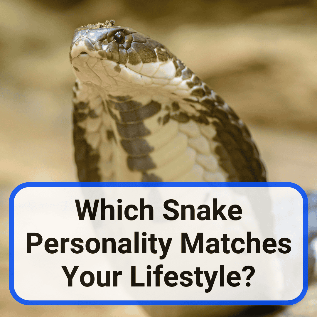 Hognose Snakes (9 Amazing Facts And Complete Care Guide) Hognose Snakes (9 Amazing Facts And Complete Care Guide)