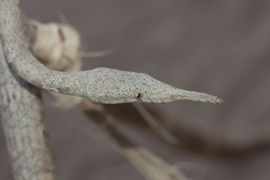 8 Snakes With The Most Unusual Eyes (Who Knew Snakes Could Look Like This?)