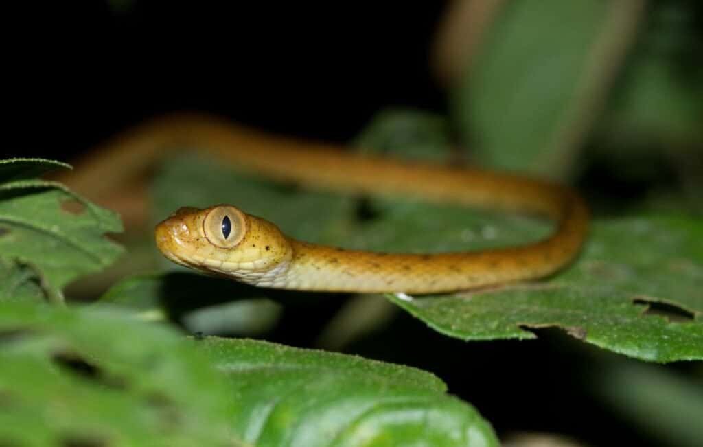 8 Snakes With The Most Unusual Eyes (Who Knew Snakes Could Look Like This?)