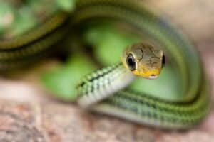 8 Snakes With The Most Unusual Eyes (Who Knew Snakes Could Look Like This?)