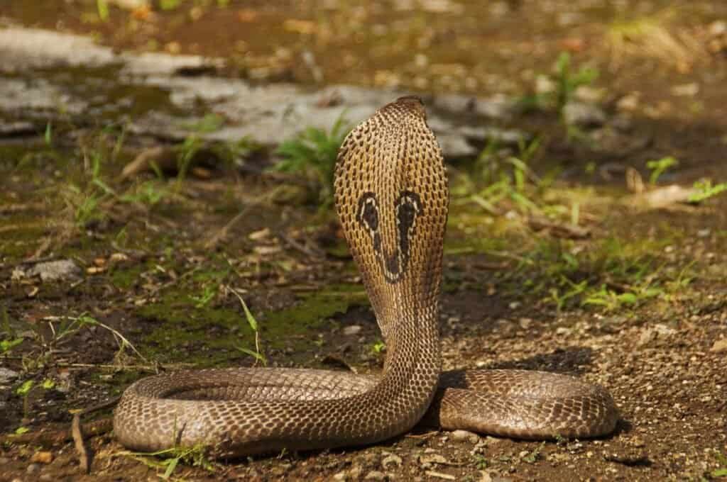 11 Most Colorful Snakes In The World (You'll Want To See These Beauties!)