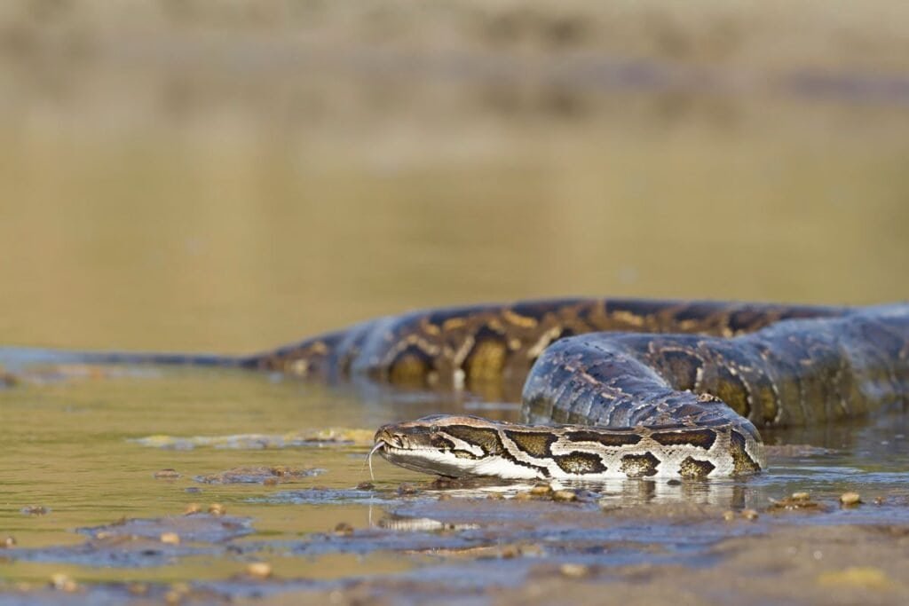 The 7 Most Powerful Constrictor Snakes (Their Incredible Strength Will ...