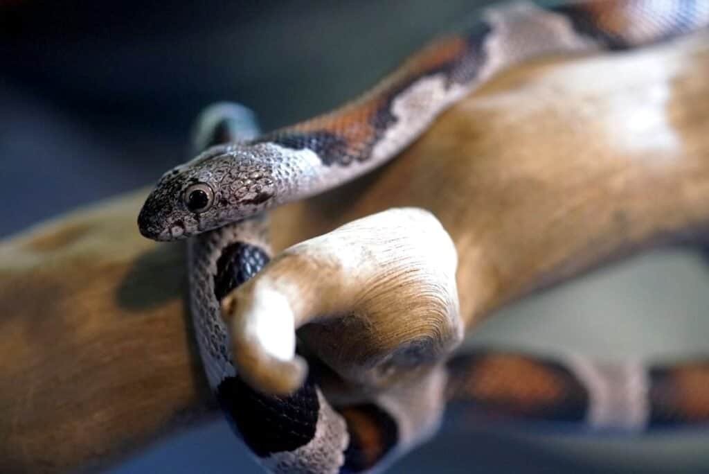 10 Most Common Snakes In Your Backyard (Guide To Identifying Your ...