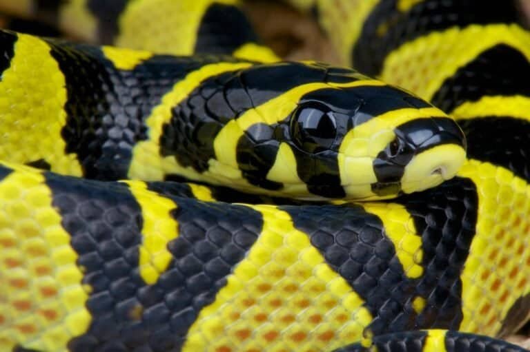 9 Snake Species With The Most Stunning Patterns
