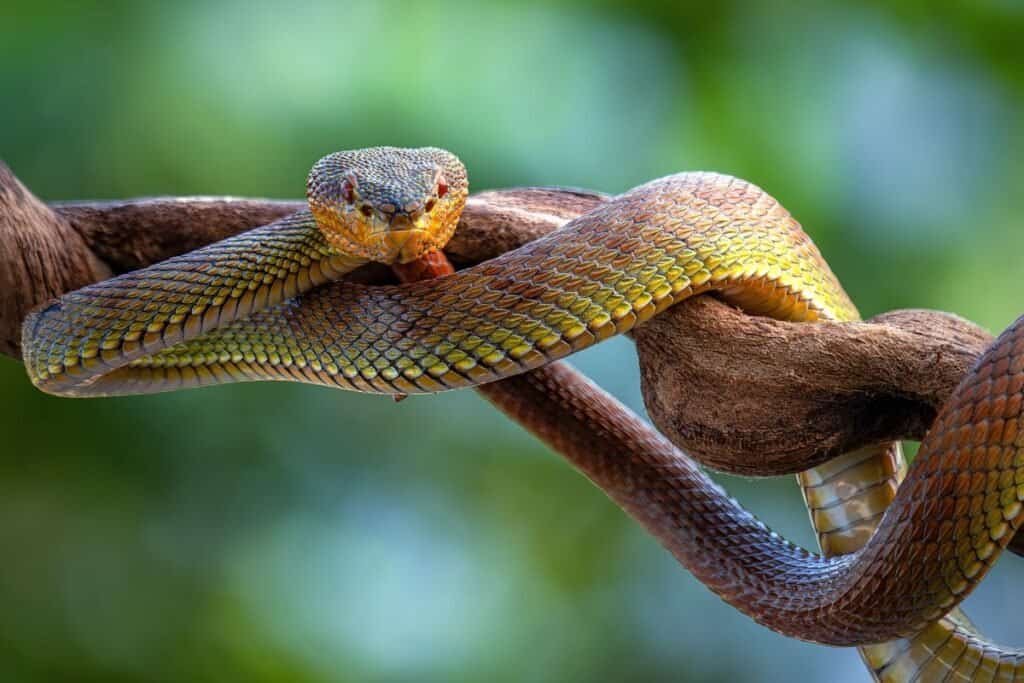 10 Ways To Tell If A Snake Is Aggressive Or Defensive (Beginner's Guide ...