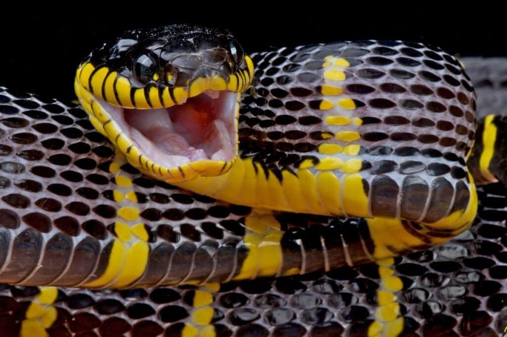11 Most Colorful Snakes In The World (You'll Want To See These Beauties!)