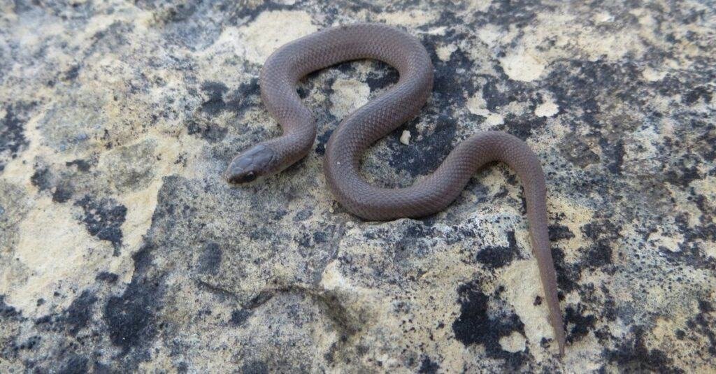 10 Snake Species That Can Live In Cold Climates (And How They Do It)