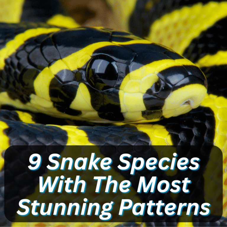 9 Snake Species With The Most Stunning Patterns