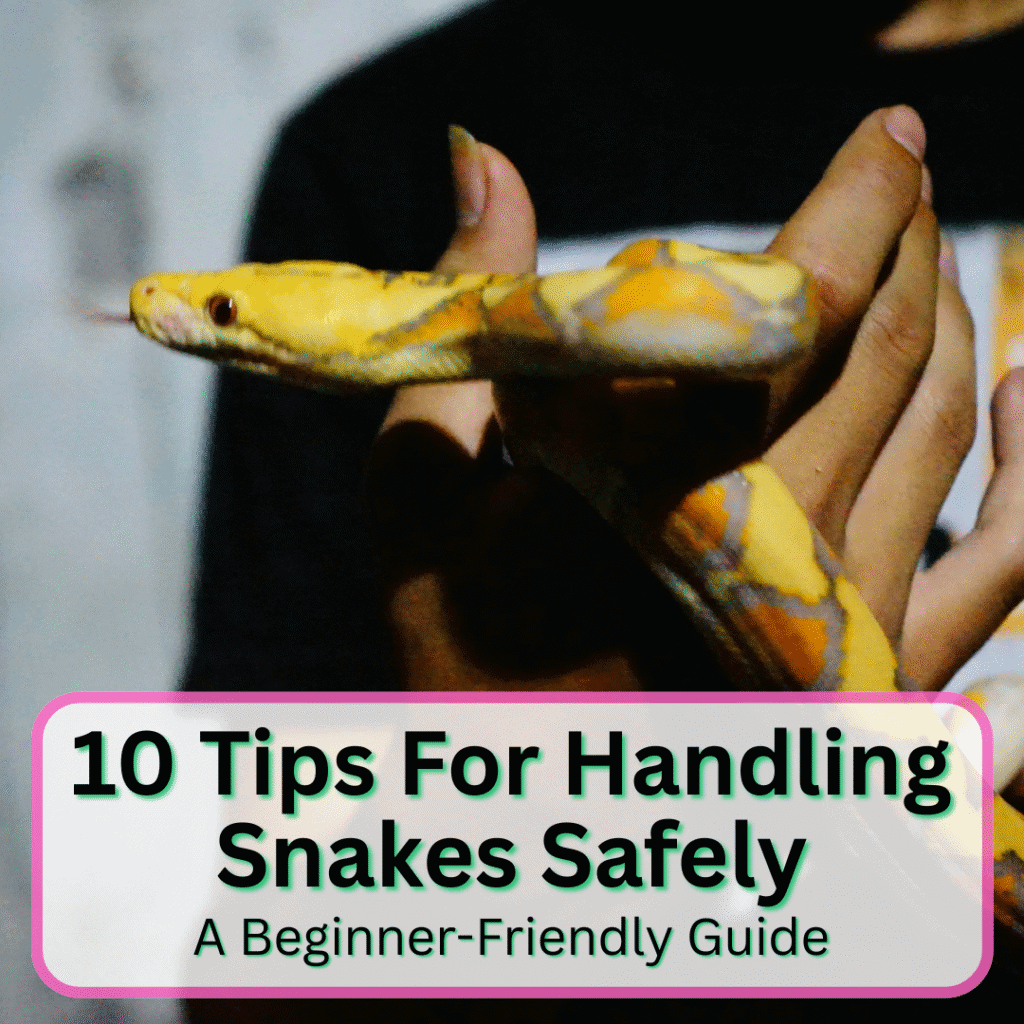 10 Tips For Handling Snakes Safely (A Beginner-Friendly Guide)