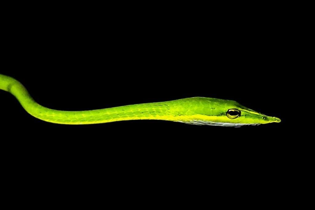 8 Snakes With The Most Unusual Eyes (Who Knew Snakes Could Look Like This?)