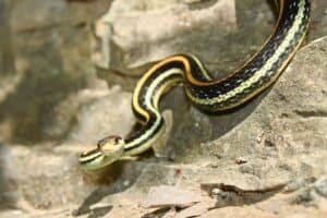 10 Ways To Tell If A Snake Is Aggressive Or Defensive (Beginner's Guide ...